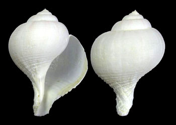 骨螺总科 Muricacea 蓝色动物学（中国动物学科普）